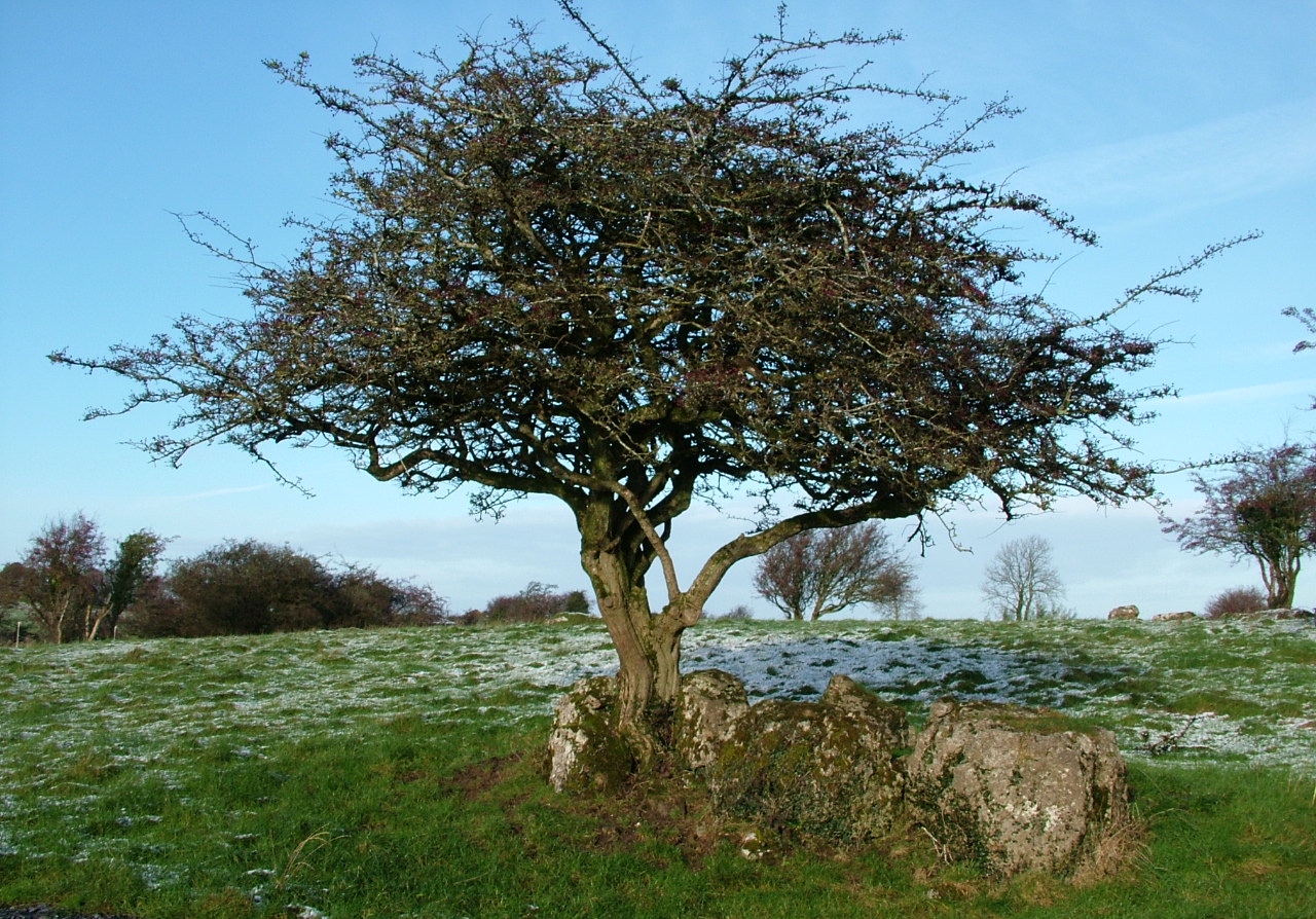 Hill of Uisneach: Sacred and Spiritual Heritage Site | Hilary Finlay